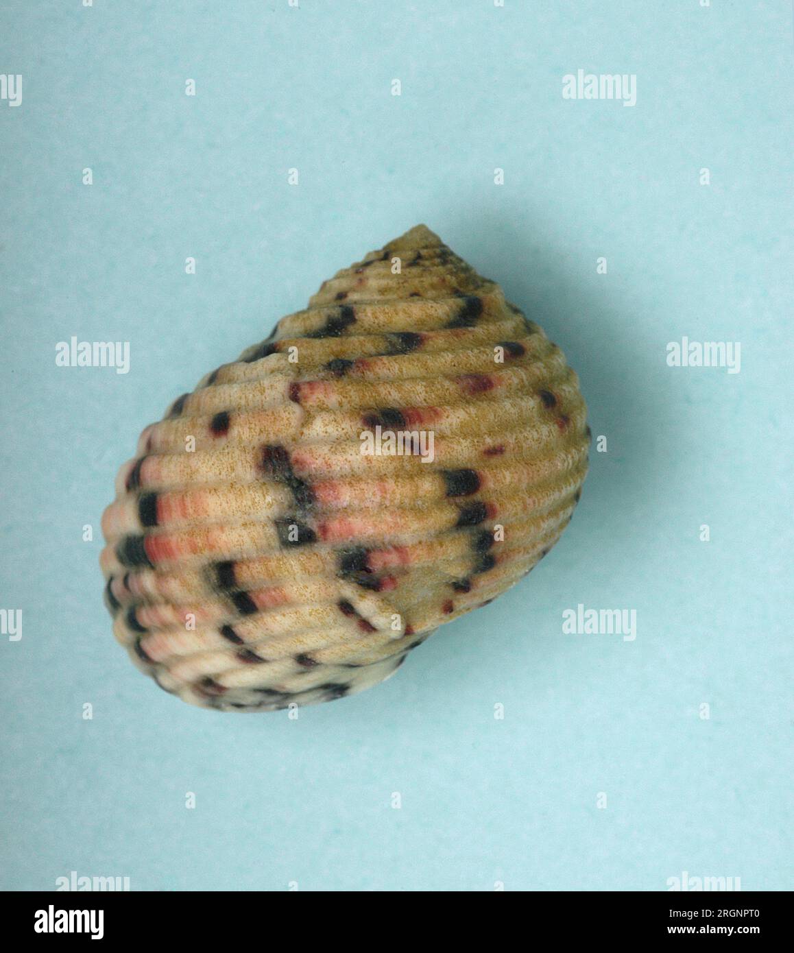 Nerita tassellata, Neritidae Stock Photo - Alamy