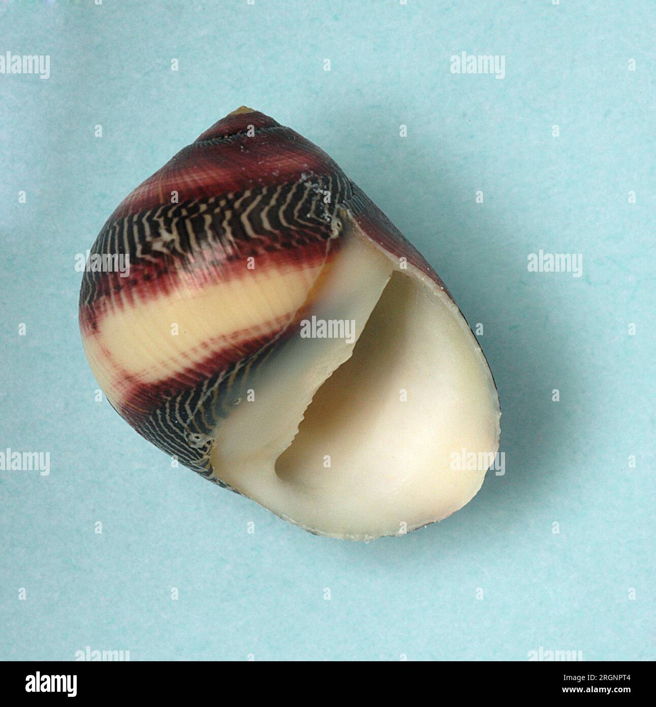 Vittina smithii, Neritidae Stock Photo - Alamy