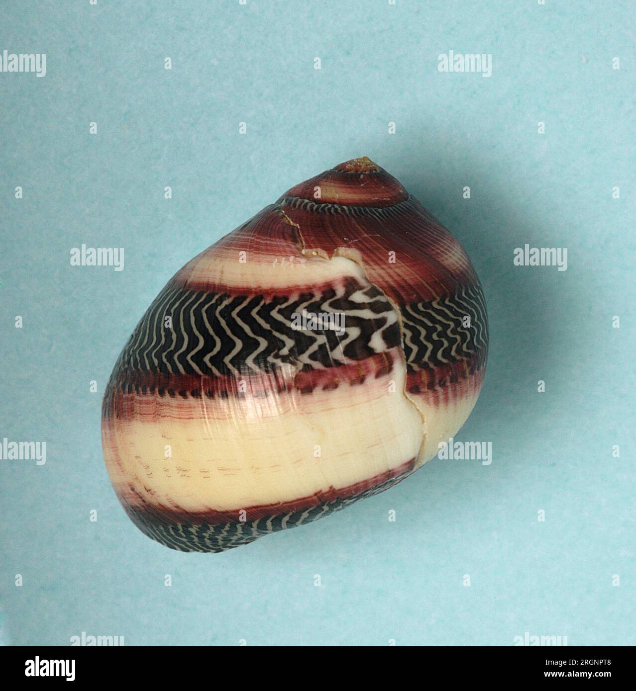 Vittina smithii, Neritidae Stock Photo - Alamy