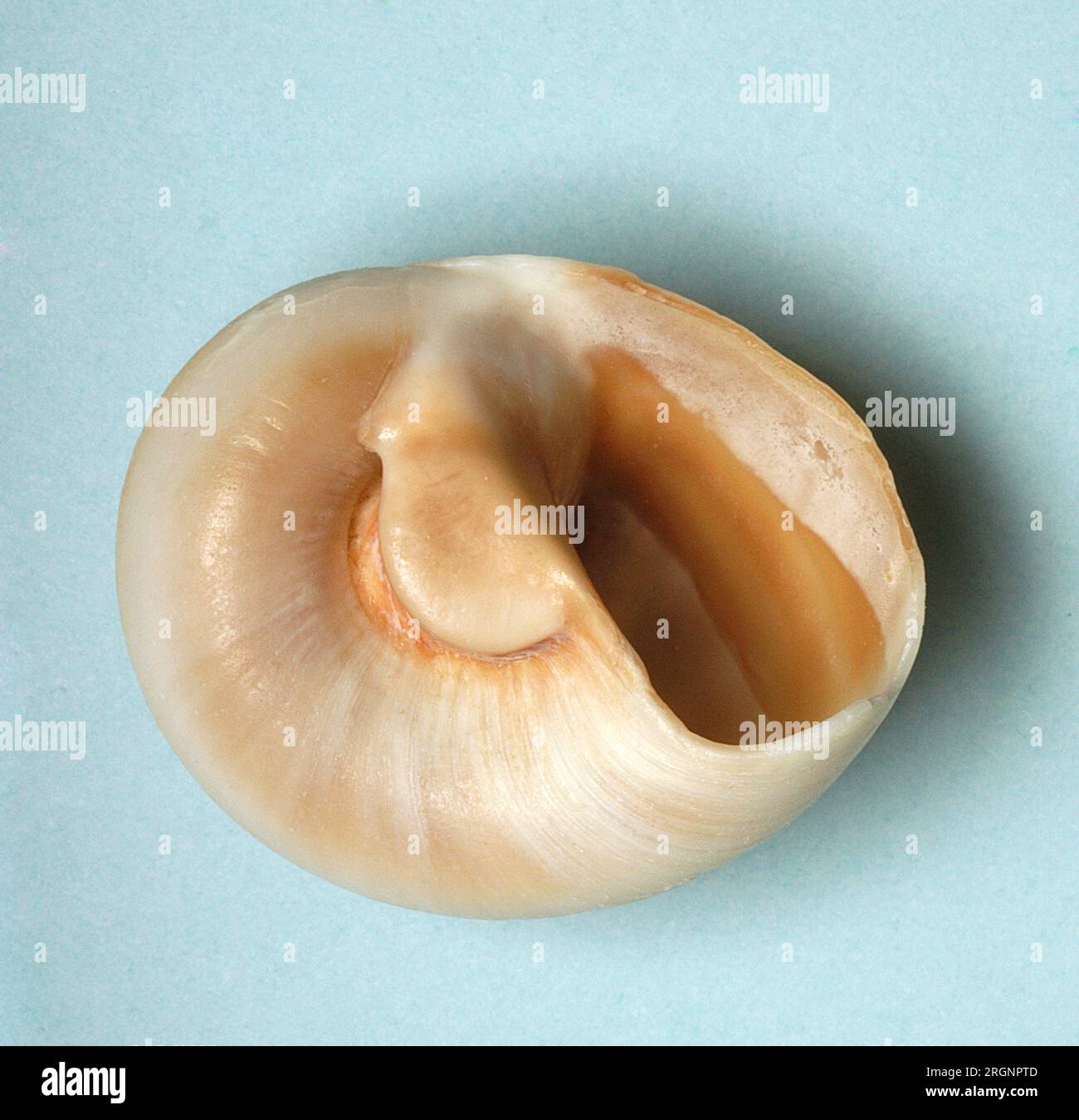 Neverita josephinia, Naticidae Stock Photo - Alamy