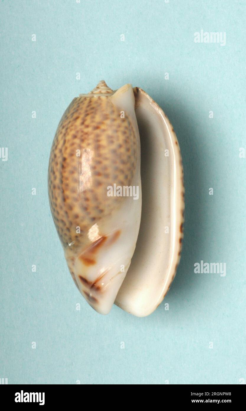 Olividae hi-res stock photography and images - Alamy