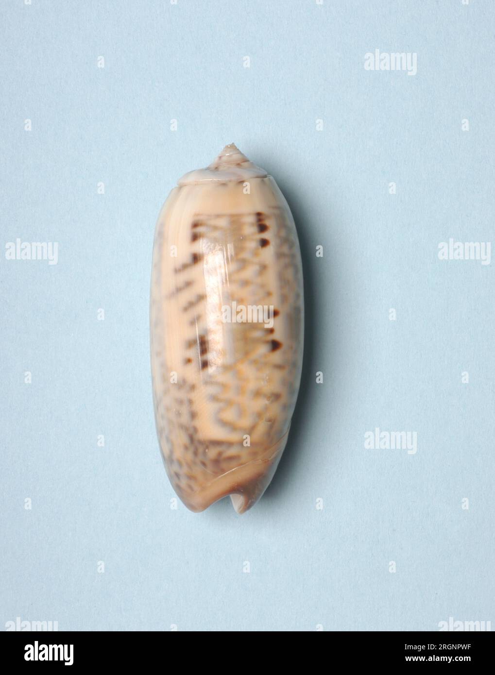 Olividae hi-res stock photography and images - Alamy