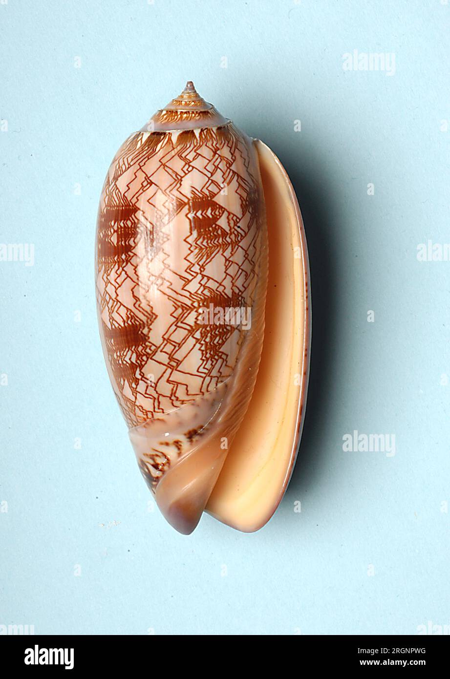 Porphyria porphyria hi-res stock photography and images - Alamy