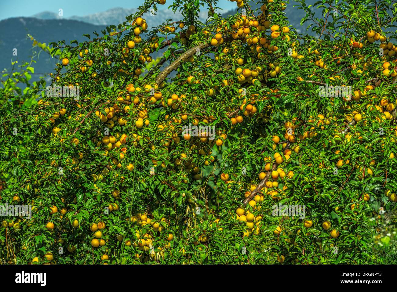 large plum tree laden with abundant ripe fruit Stock Photo - Alamy