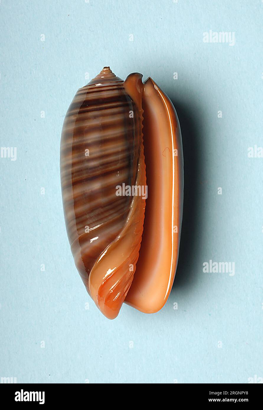 Oliva rubrolabiata, Olividae Stock Photo - Alamy
