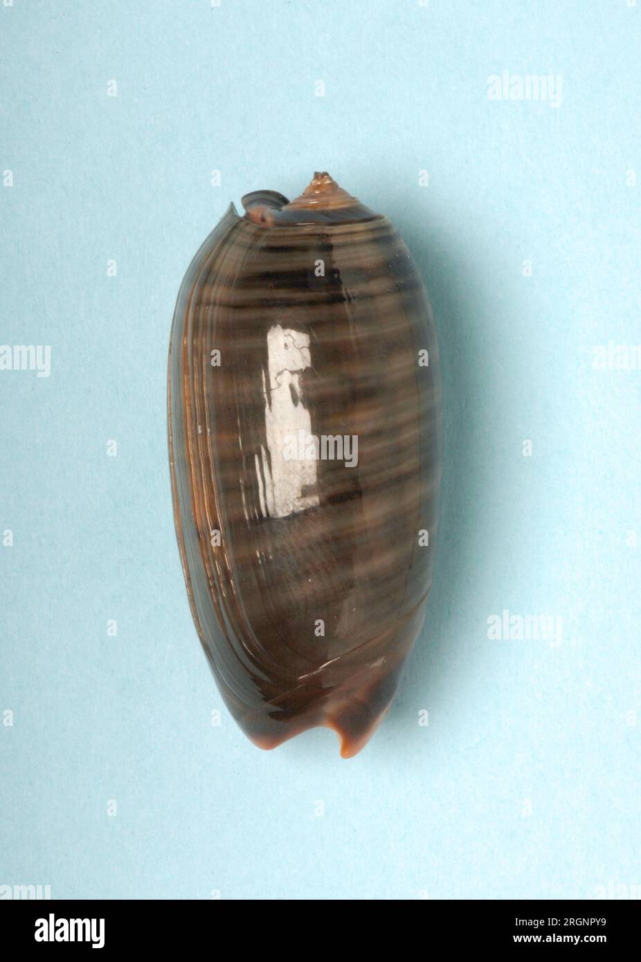 Oliva rubrolabiata, Olividae Stock Photo - Alamy