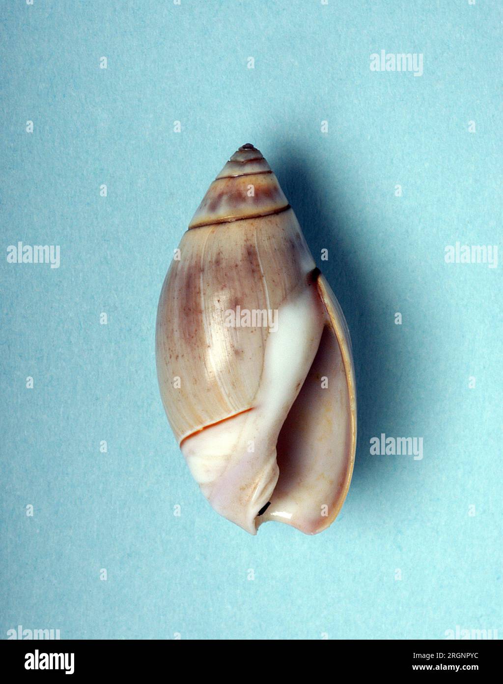 Callianax biplicata, Olividae Stock Photo - Alamy