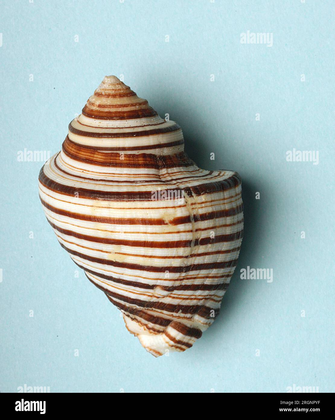 Opeatostoma pseudodon, Fasciolariidae Stock Photo - Alamy