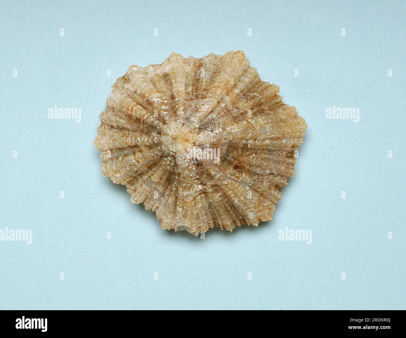 Patella caerulea, Patellidae Stock Photo - Alamy