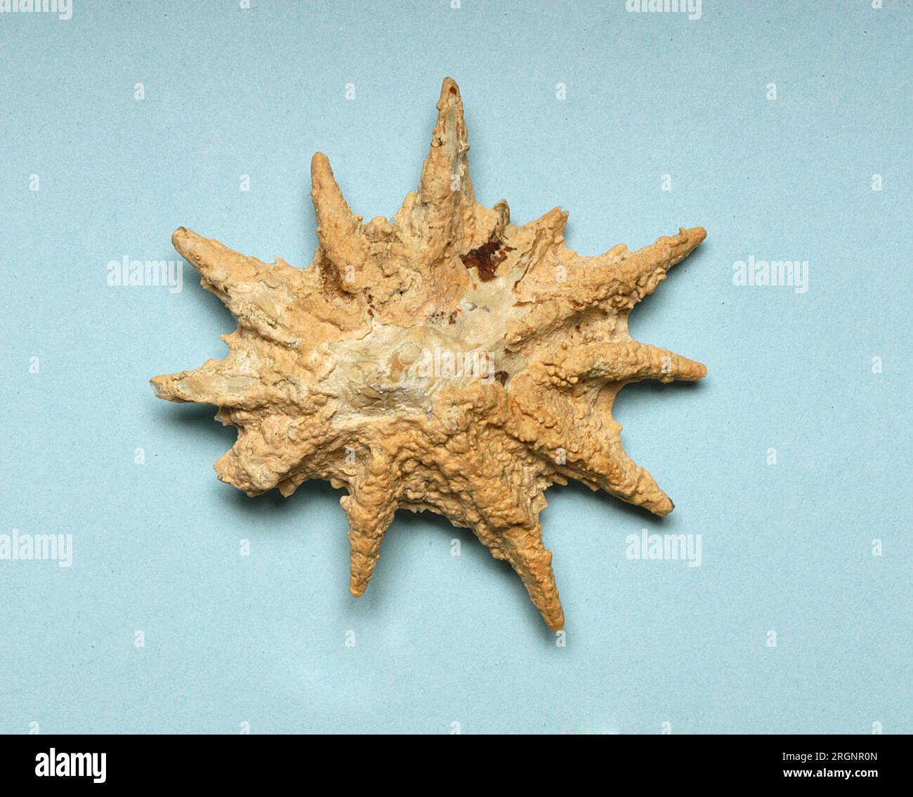 Patellidae hi-res stock photography and images - Alamy