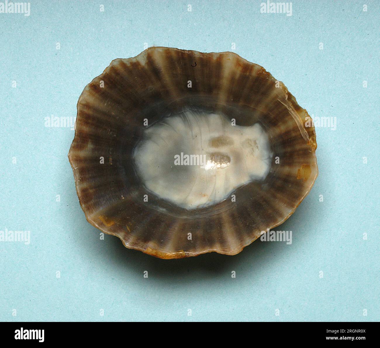 Patella vulgata shell hi-res stock photography and images - Alamy
