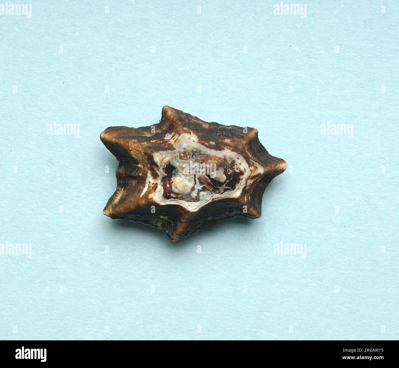 Patelloida saccharina, Lottiidae Stock Photo - Alamy