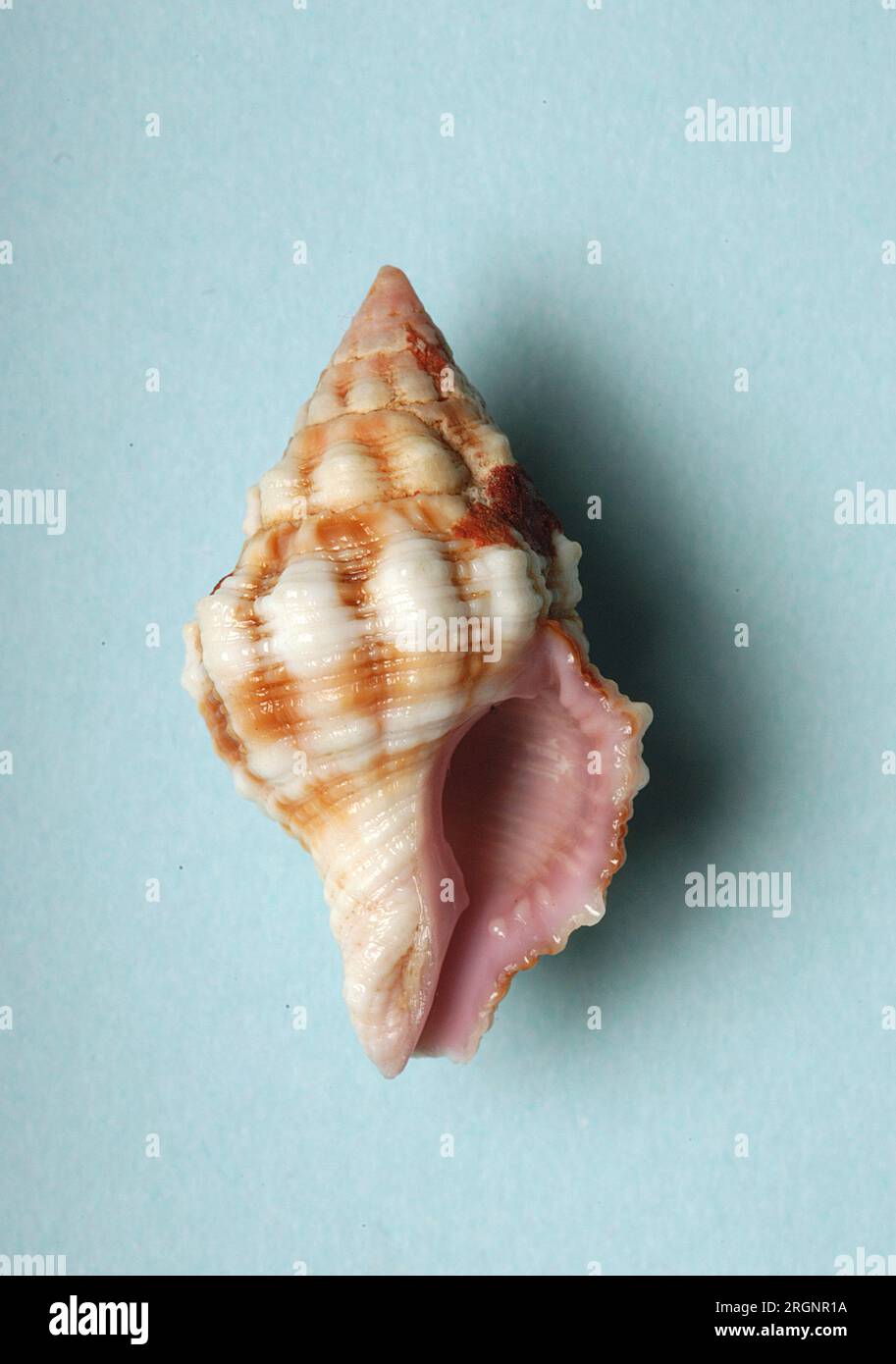 Fasciolariidae hi-res stock photography and images - Alamy