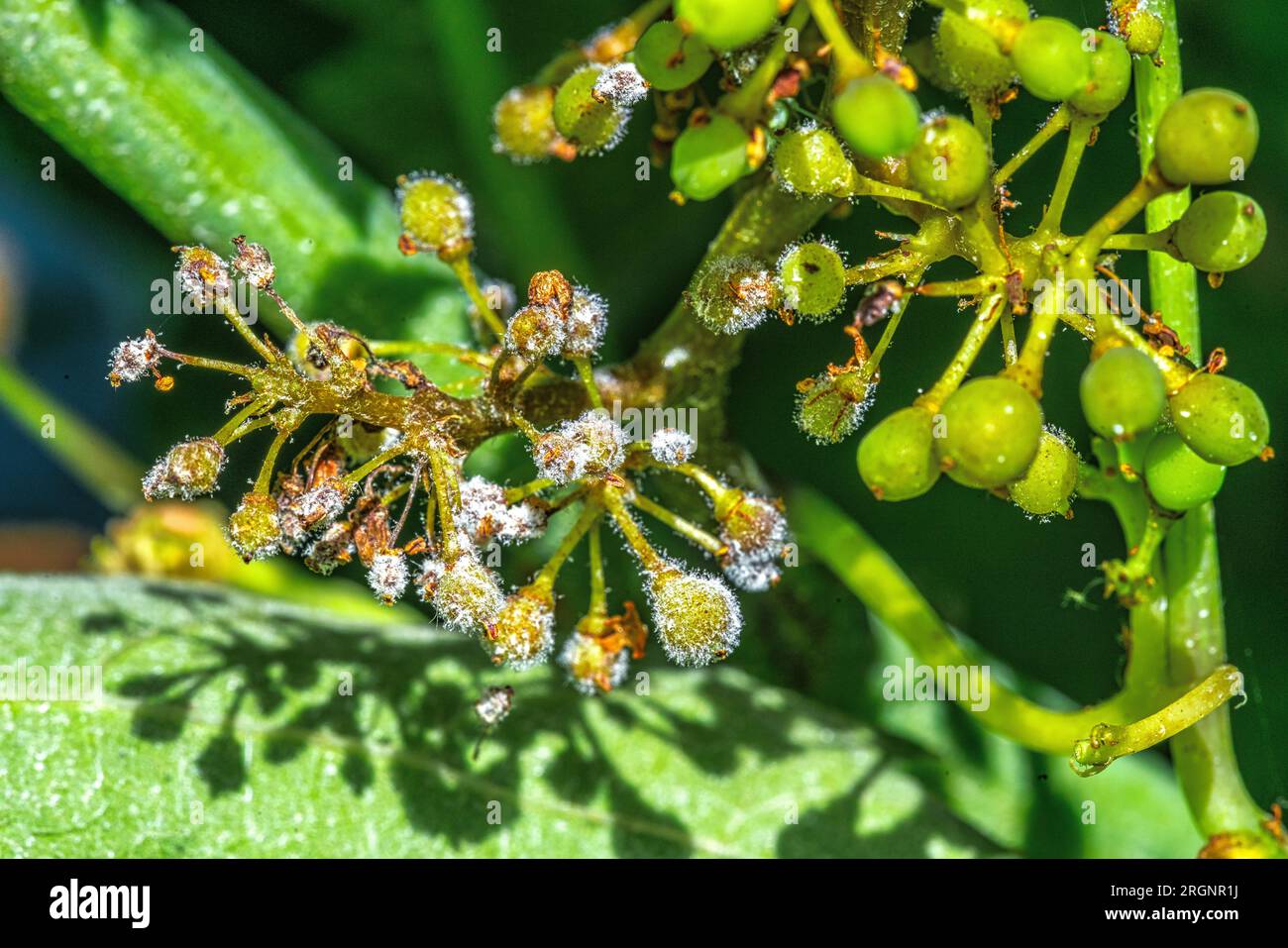 Microscopic leaf hi-res stock photography and images - Alamy