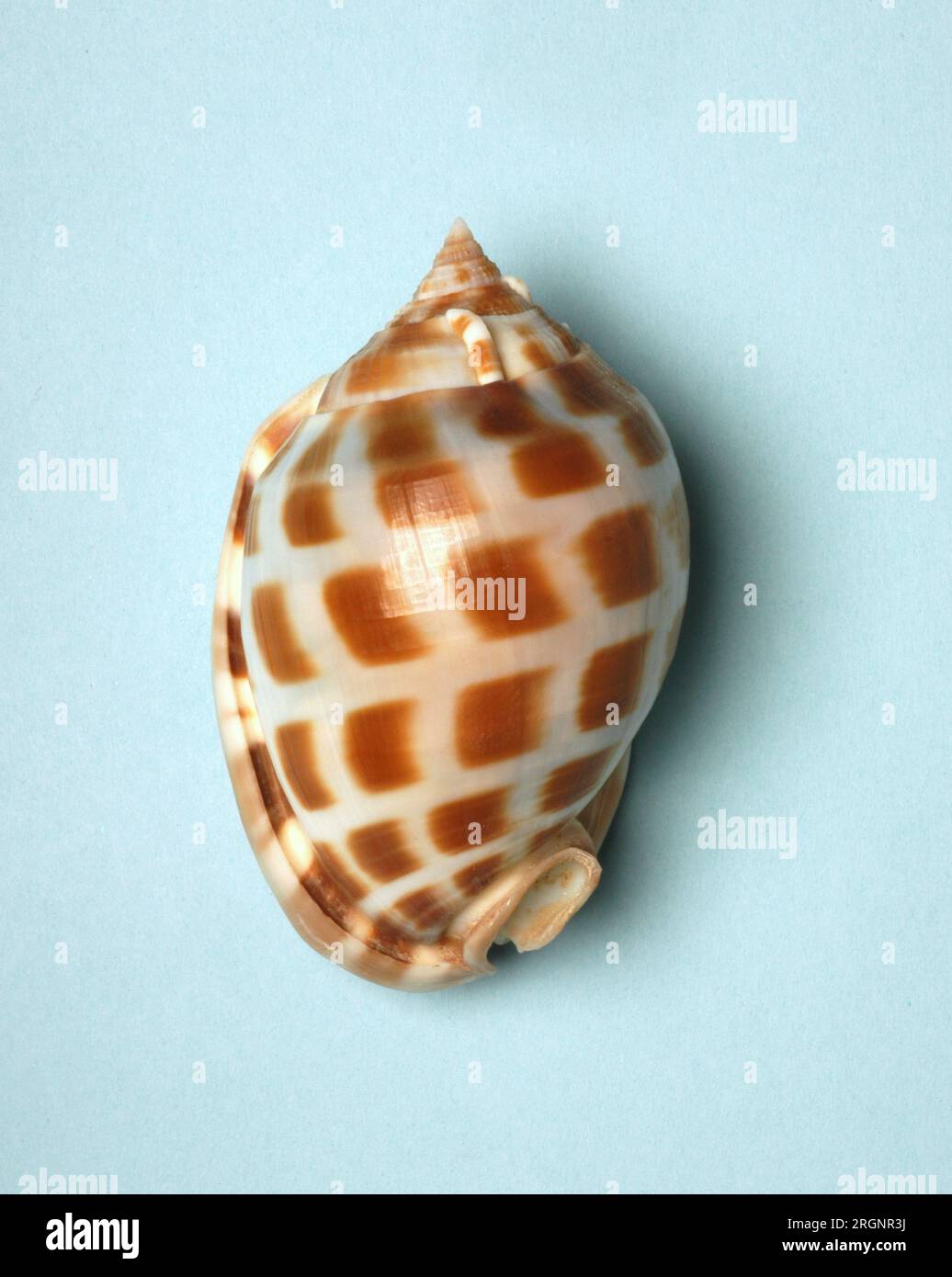 Areola hi-res stock photography and images - Alamy