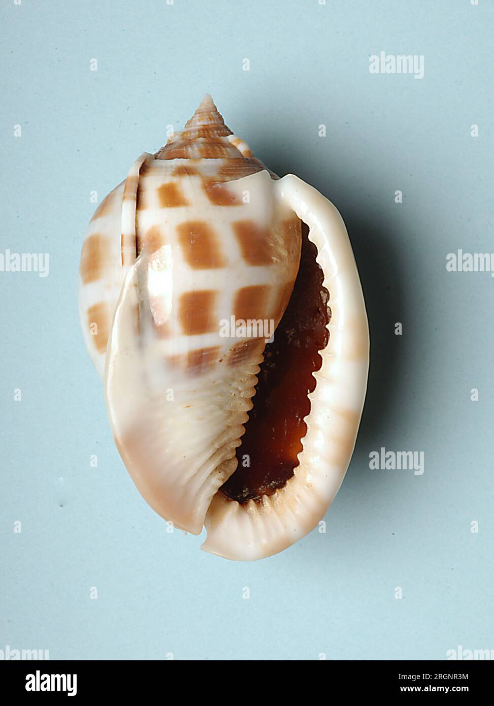 Phalium areola, Cassidae Stock Photo - Alamy