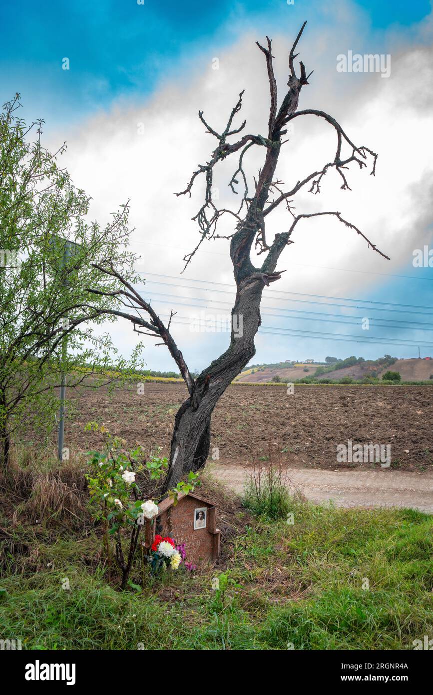 Grave (monument) by the road. Monument with flowers and a dead tree. to ...