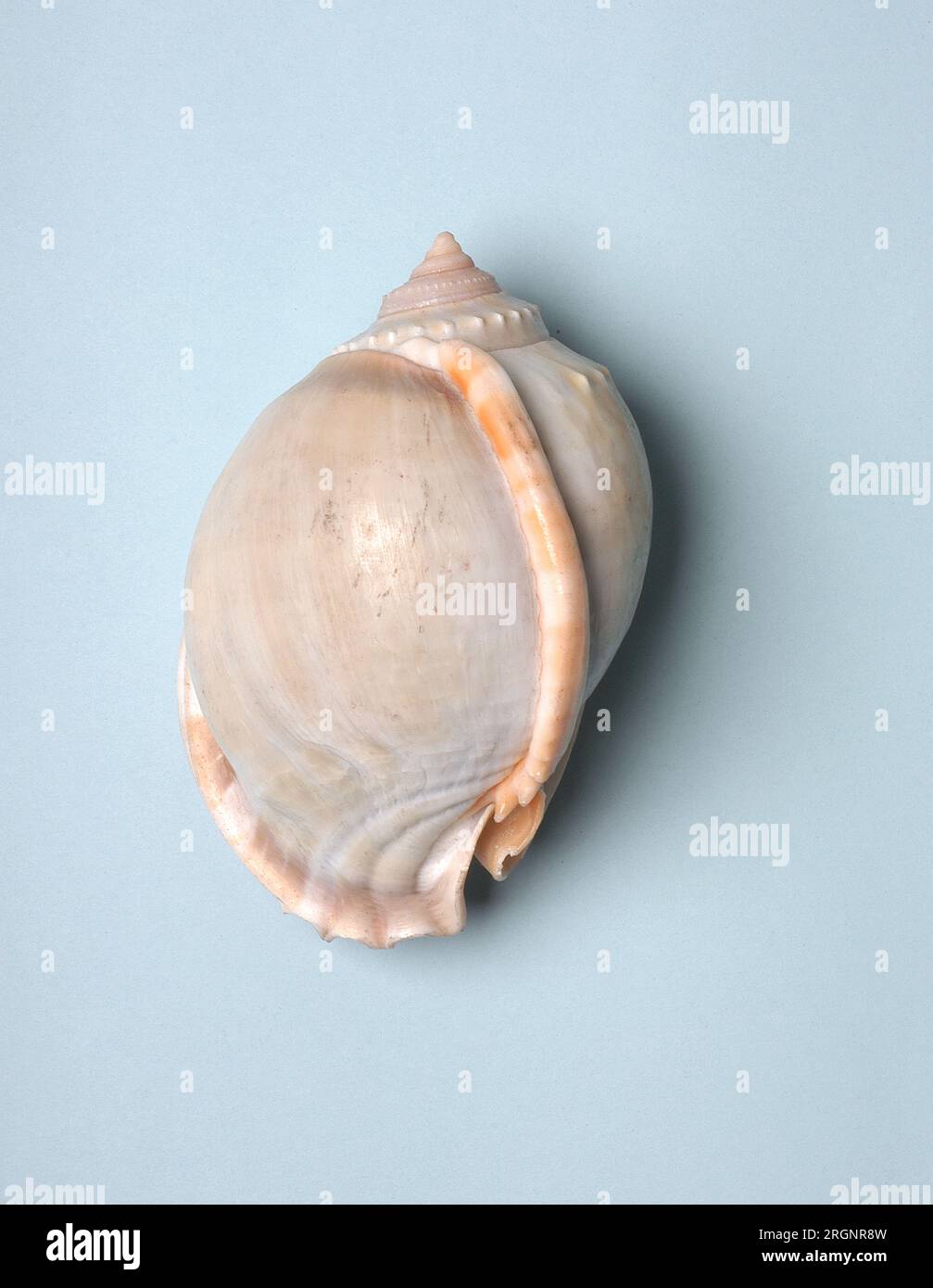 Glaucum hi-res stock photography and images - Alamy