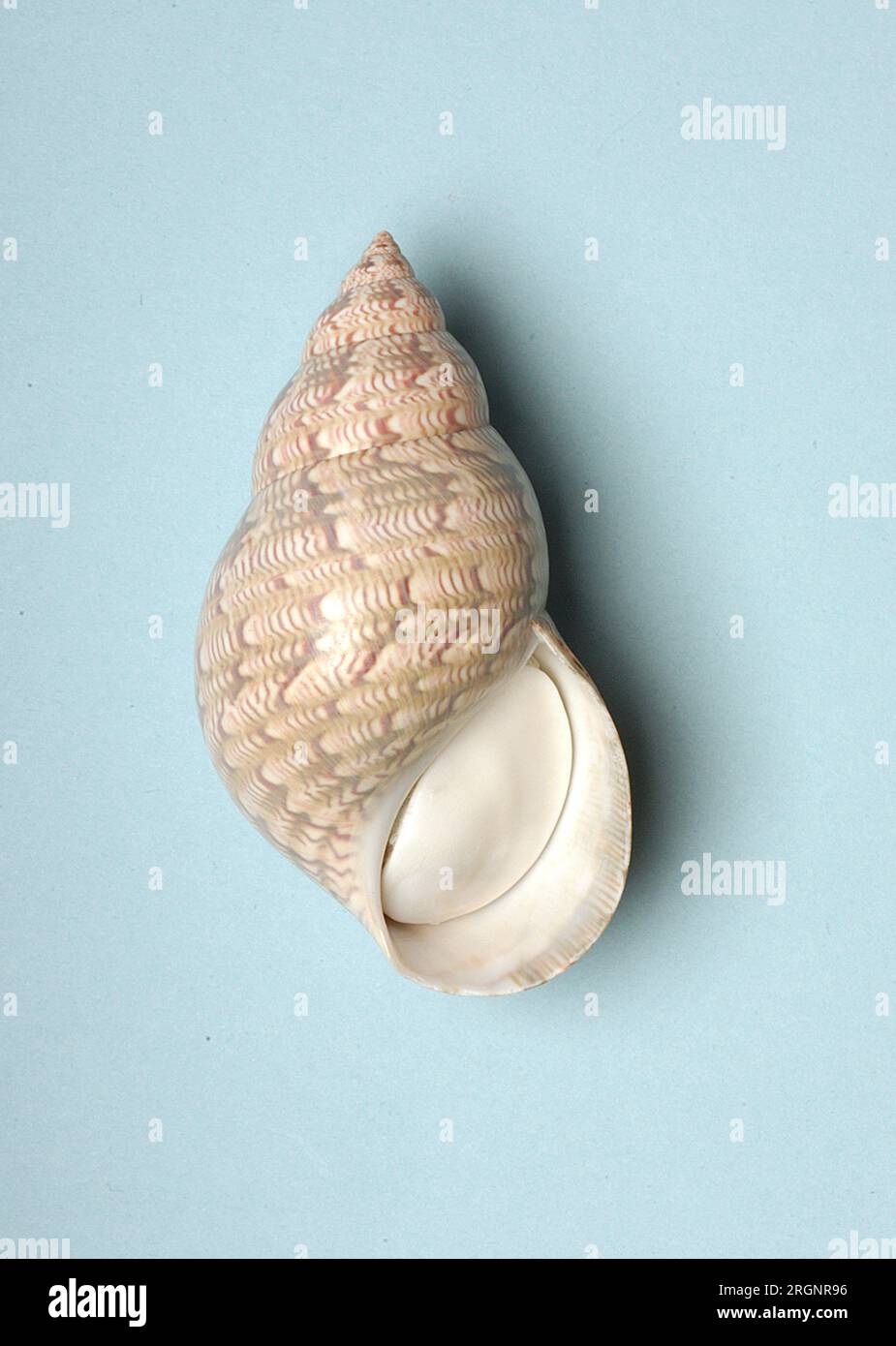 Phasianellidae hi-res stock photography and images - Alamy