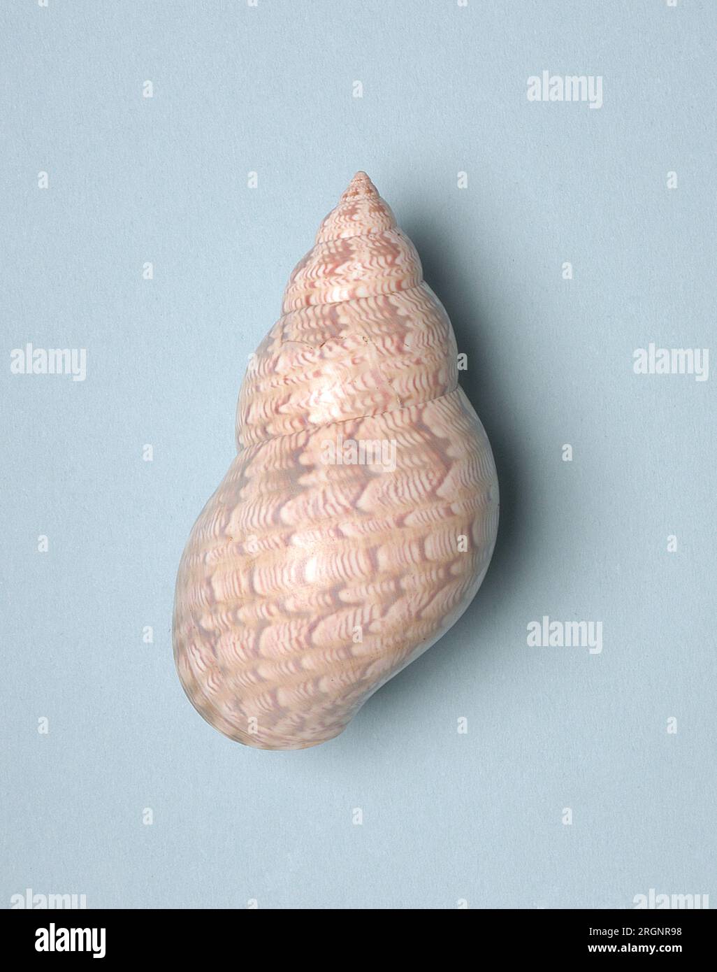 Phasianellidae hi-res stock photography and images - Alamy