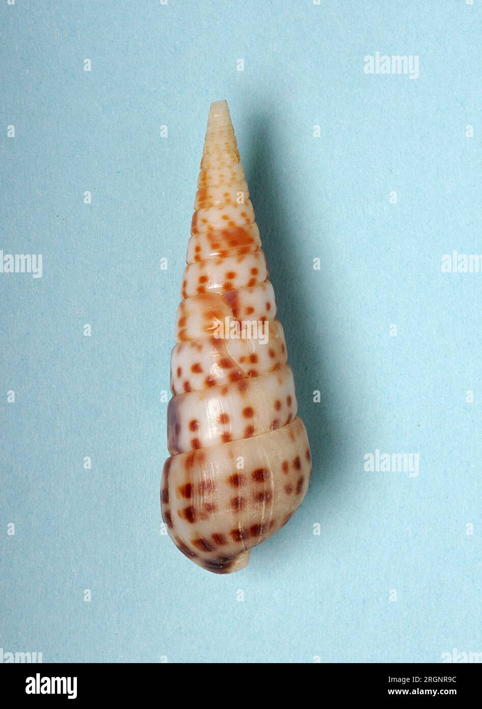 Pyramidellidae hi-res stock photography and images - Alamy