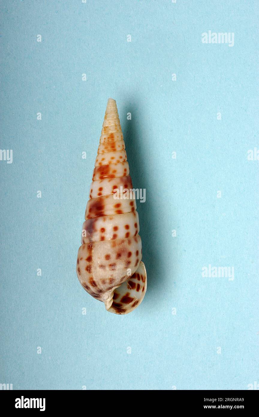 Pyramidellidae hi-res stock photography and images - Alamy