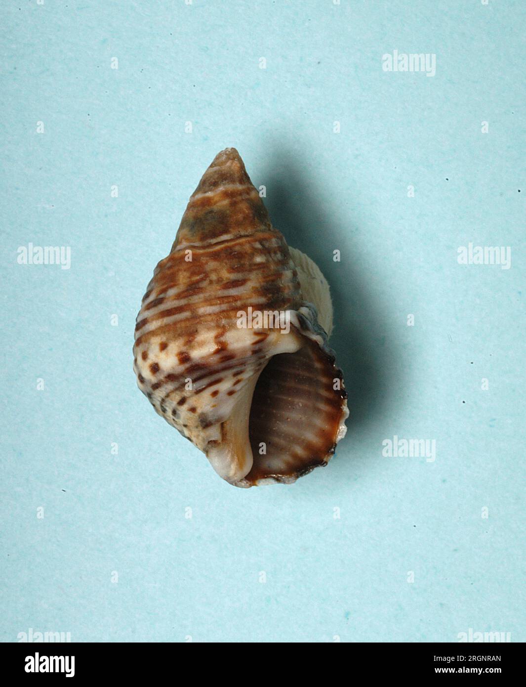 Planaxis sulcatus hi-res stock photography and images - Alamy