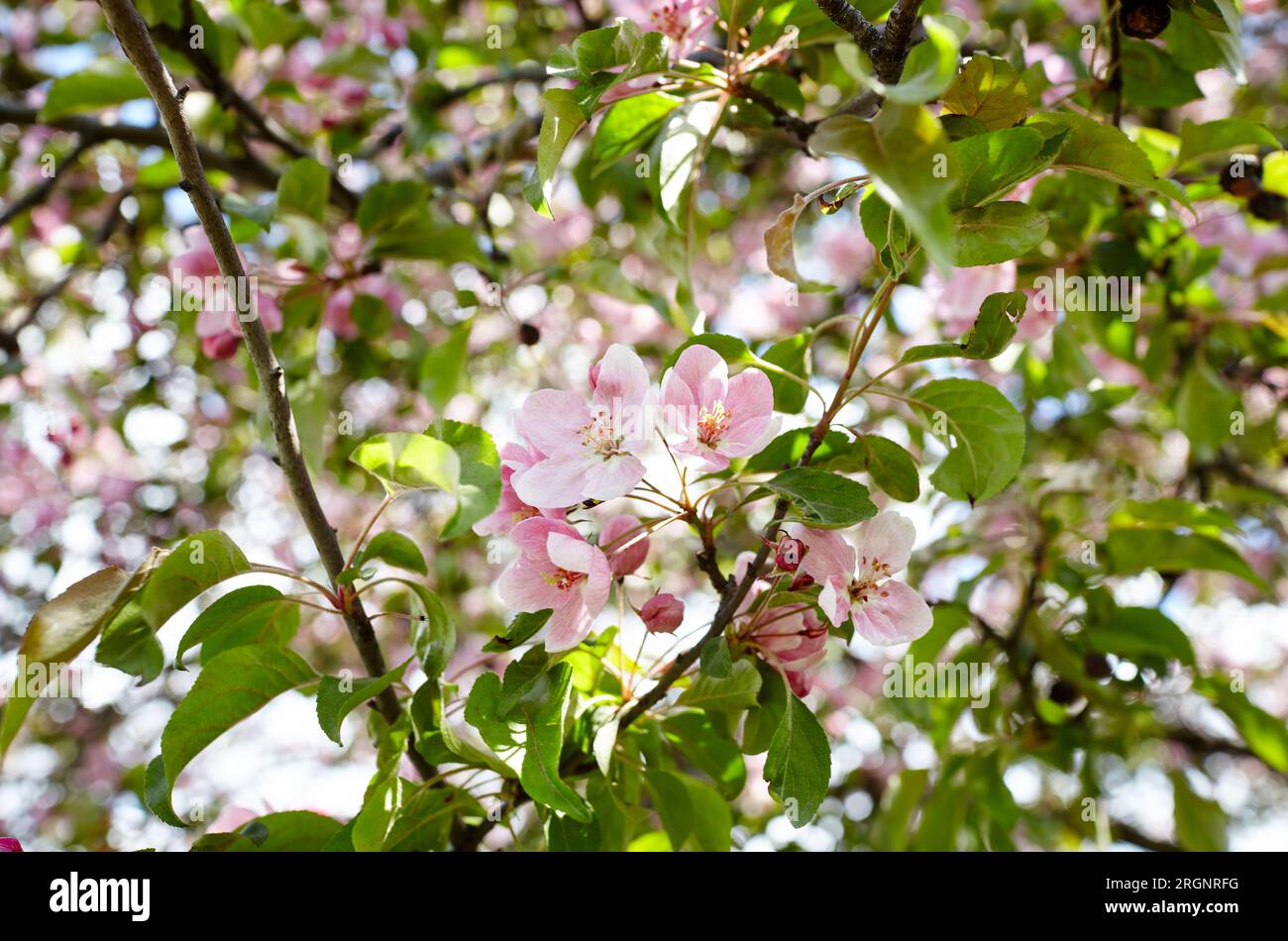 Blossoming red flowers and leaves of the paradise apple trees ...
