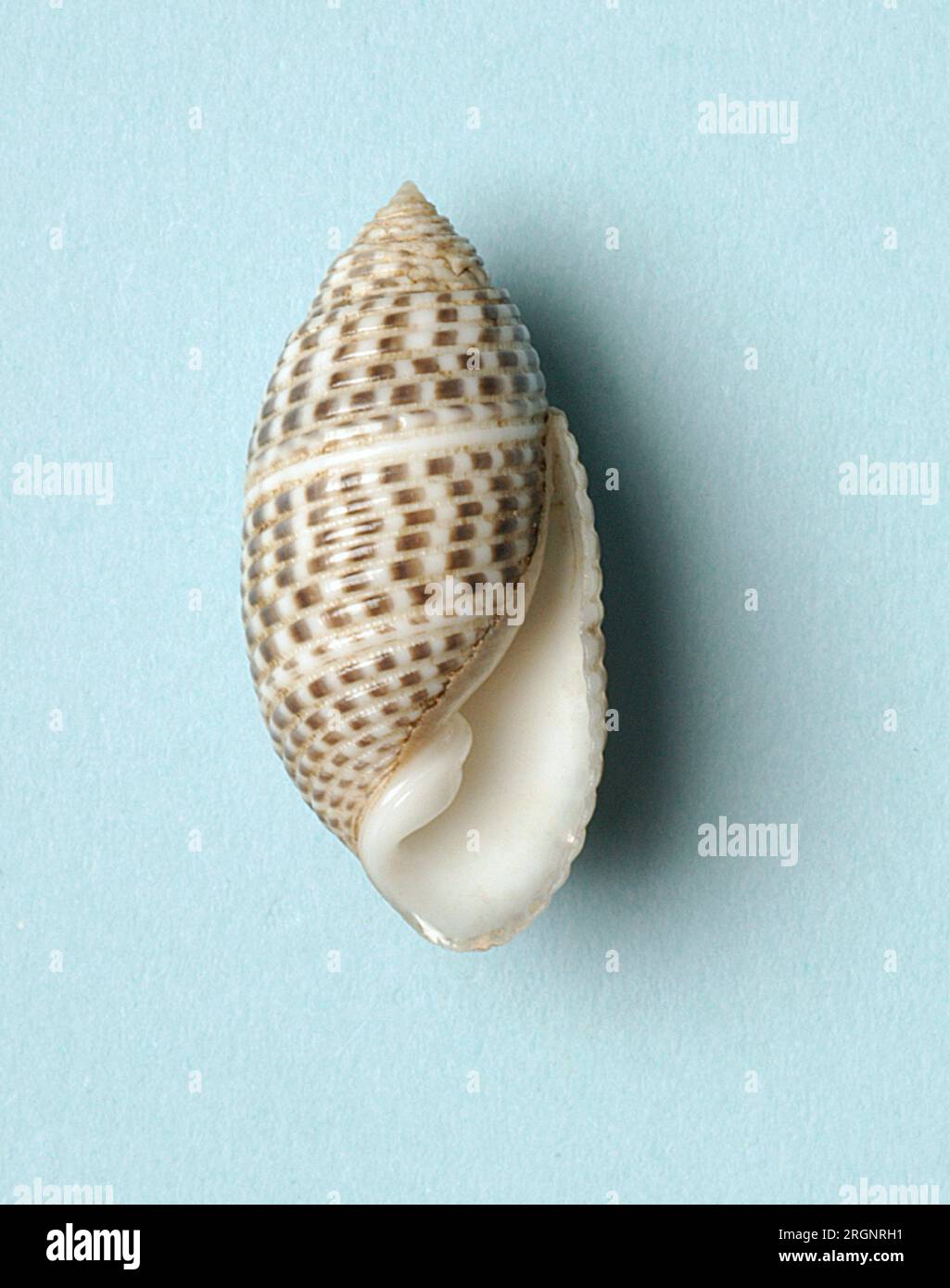 Pupa solidula hi-res stock photography and images - Alamy