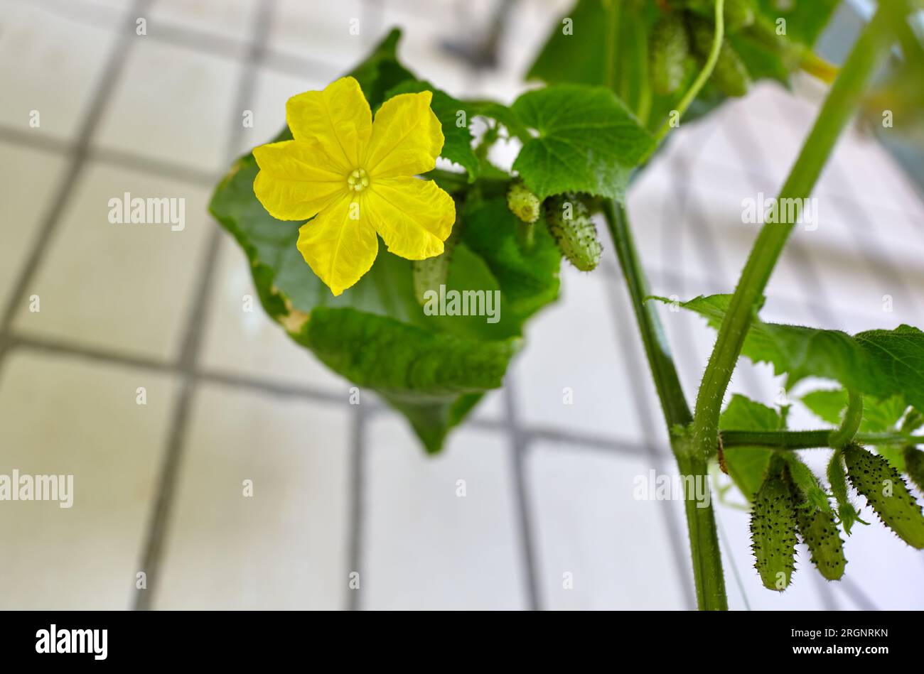 Natural cucumber grows in a greenhouse. Growing fresh vegetables in a ...
