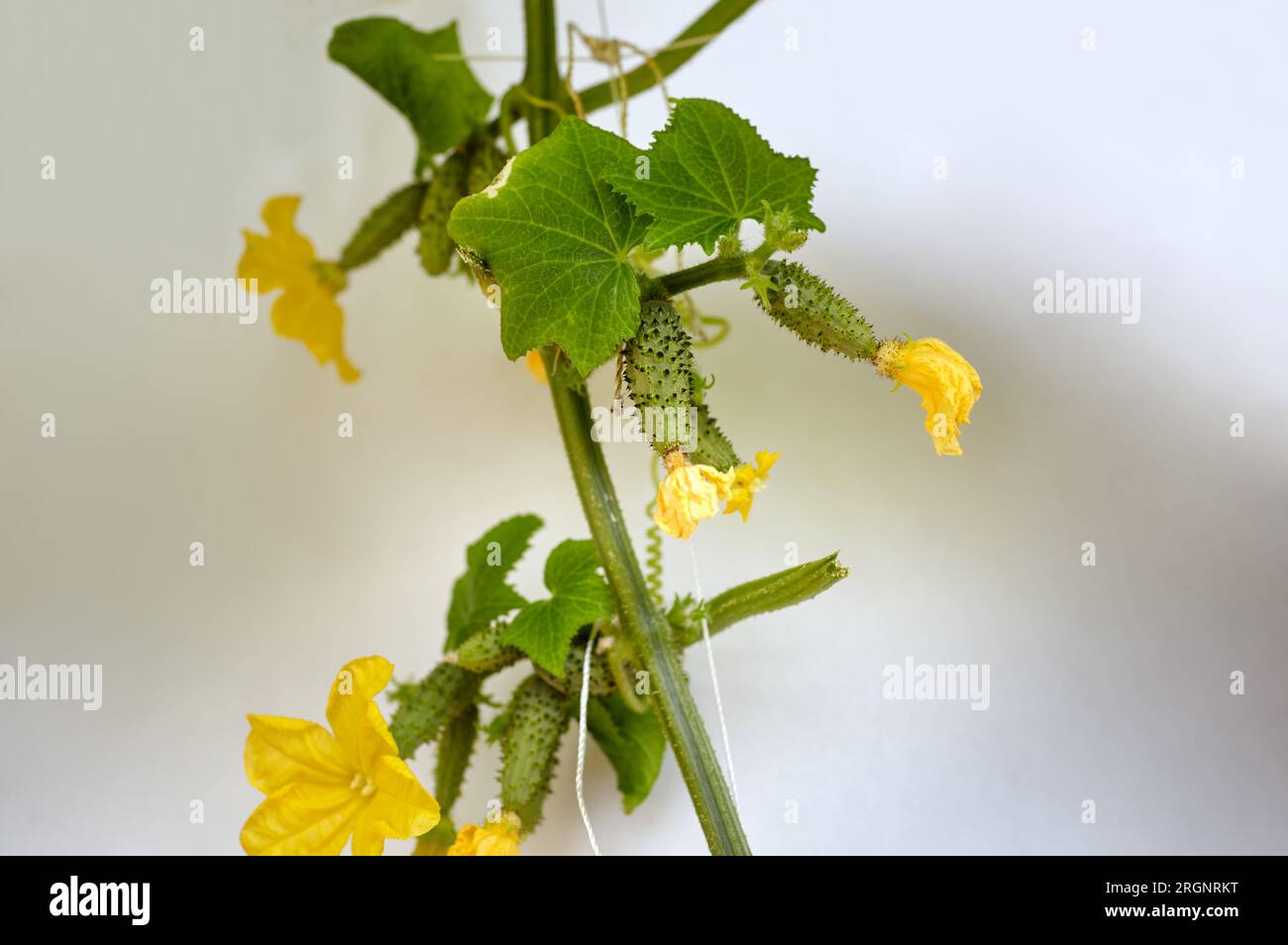 Natural cucumber grows in a greenhouse. Growing fresh vegetables in a ...