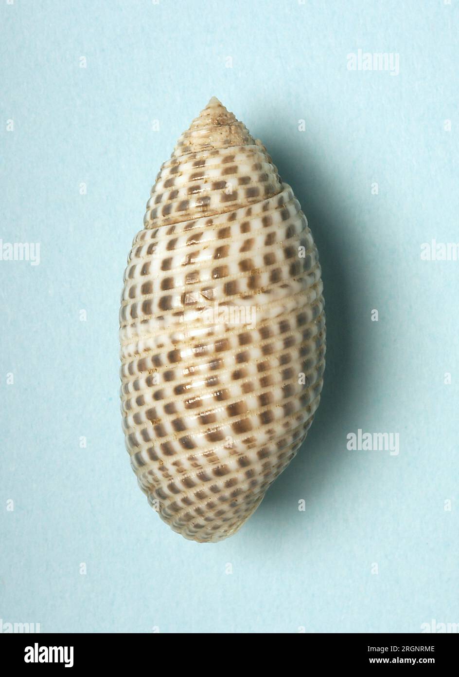 Acteonidae hi-res stock photography and images - Alamy