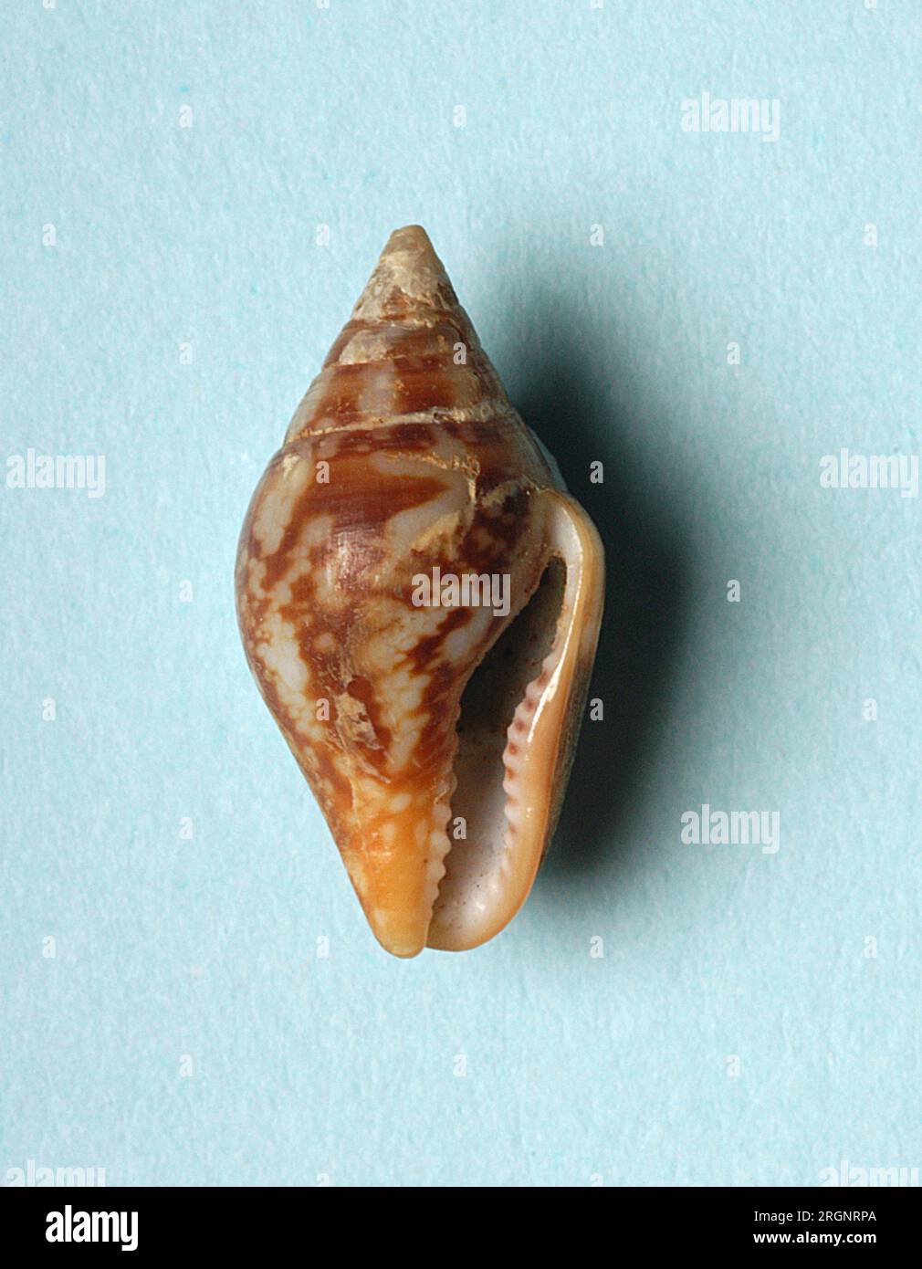 Pyrene flava, Columbellidae Stock Photo - Alamy