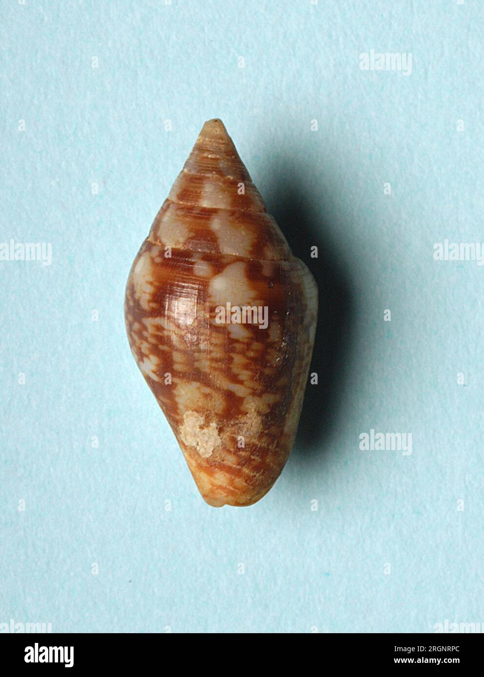 Pyrene flava, Columbellidae Stock Photo - Alamy