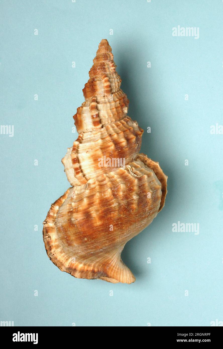 Ranellidae hi-res stock photography and images - Alamy