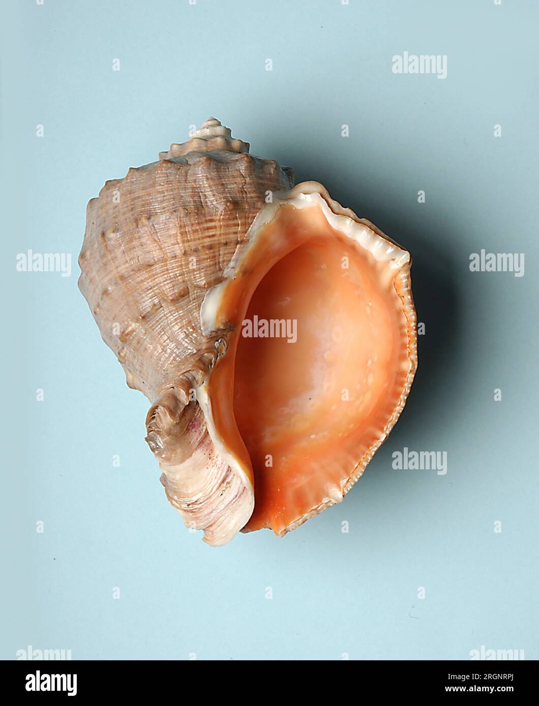 Rapana venosa, Rapaninae Stock Photo - Alamy