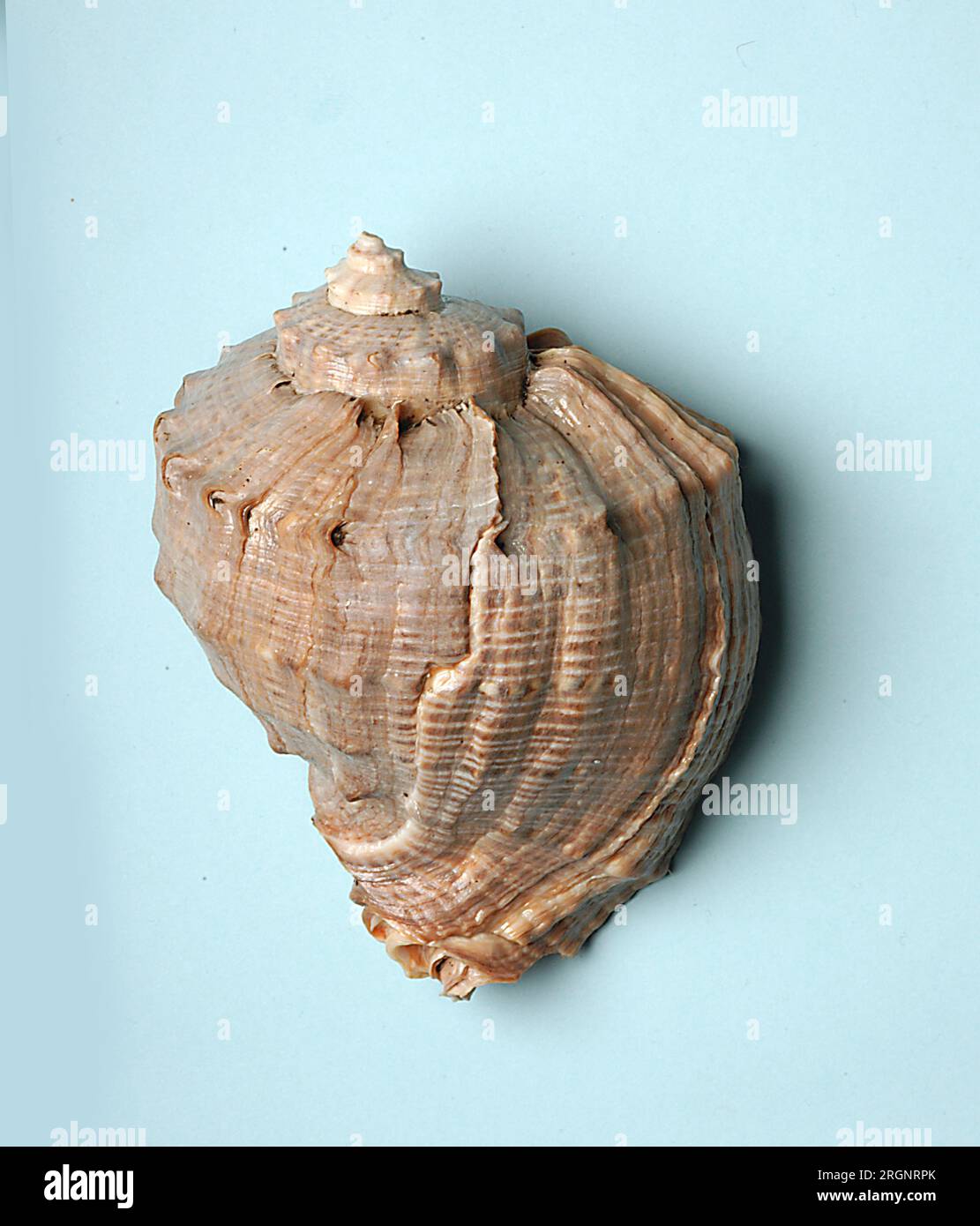 Rapana venosa, Rapaninae Stock Photo - Alamy