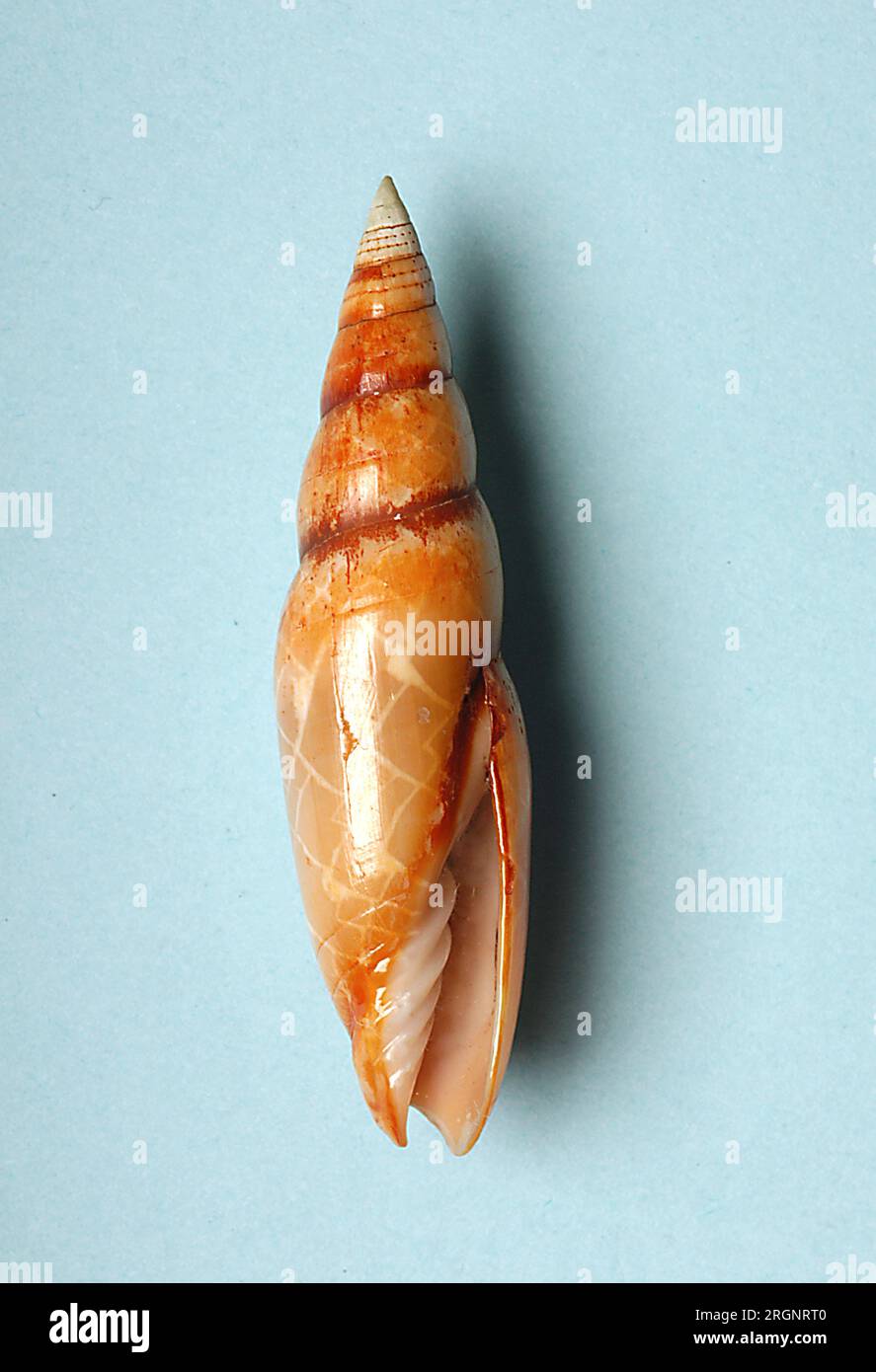 Swainsonia fissurata, Mitridae Stock Photo - Alamy