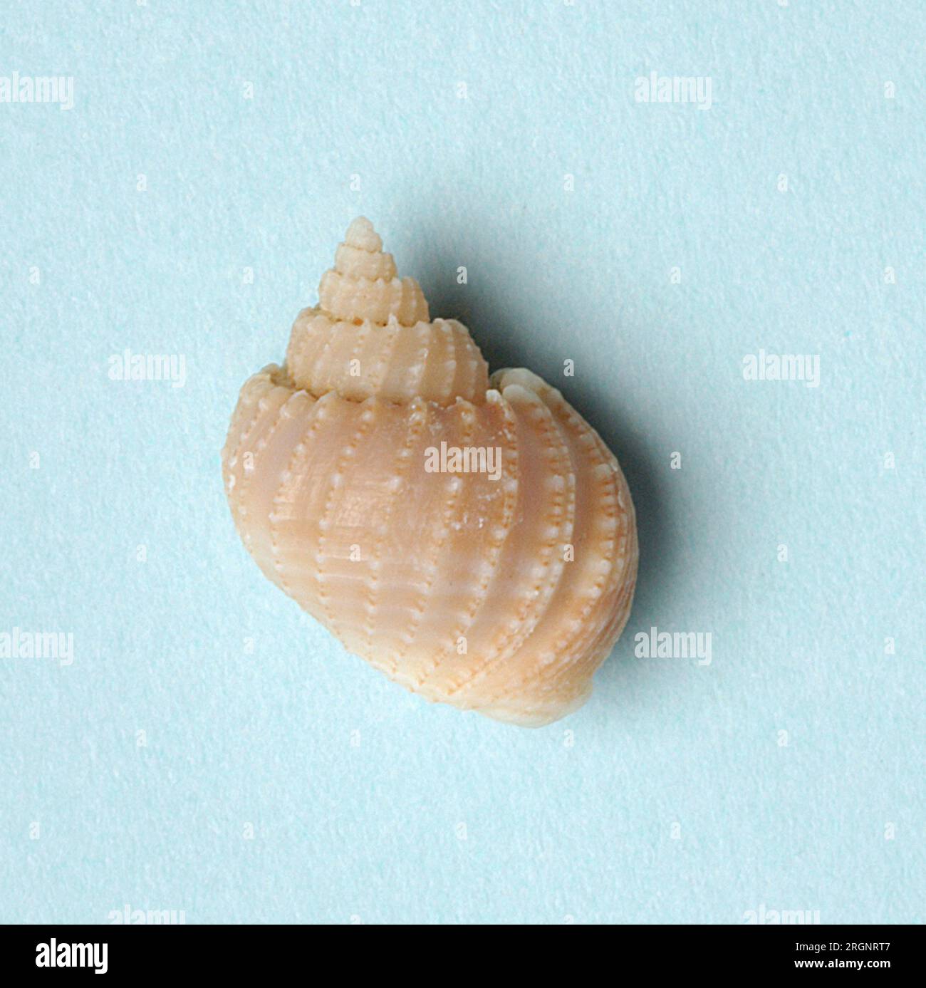 Obliquata hi-res stock photography and images - Alamy