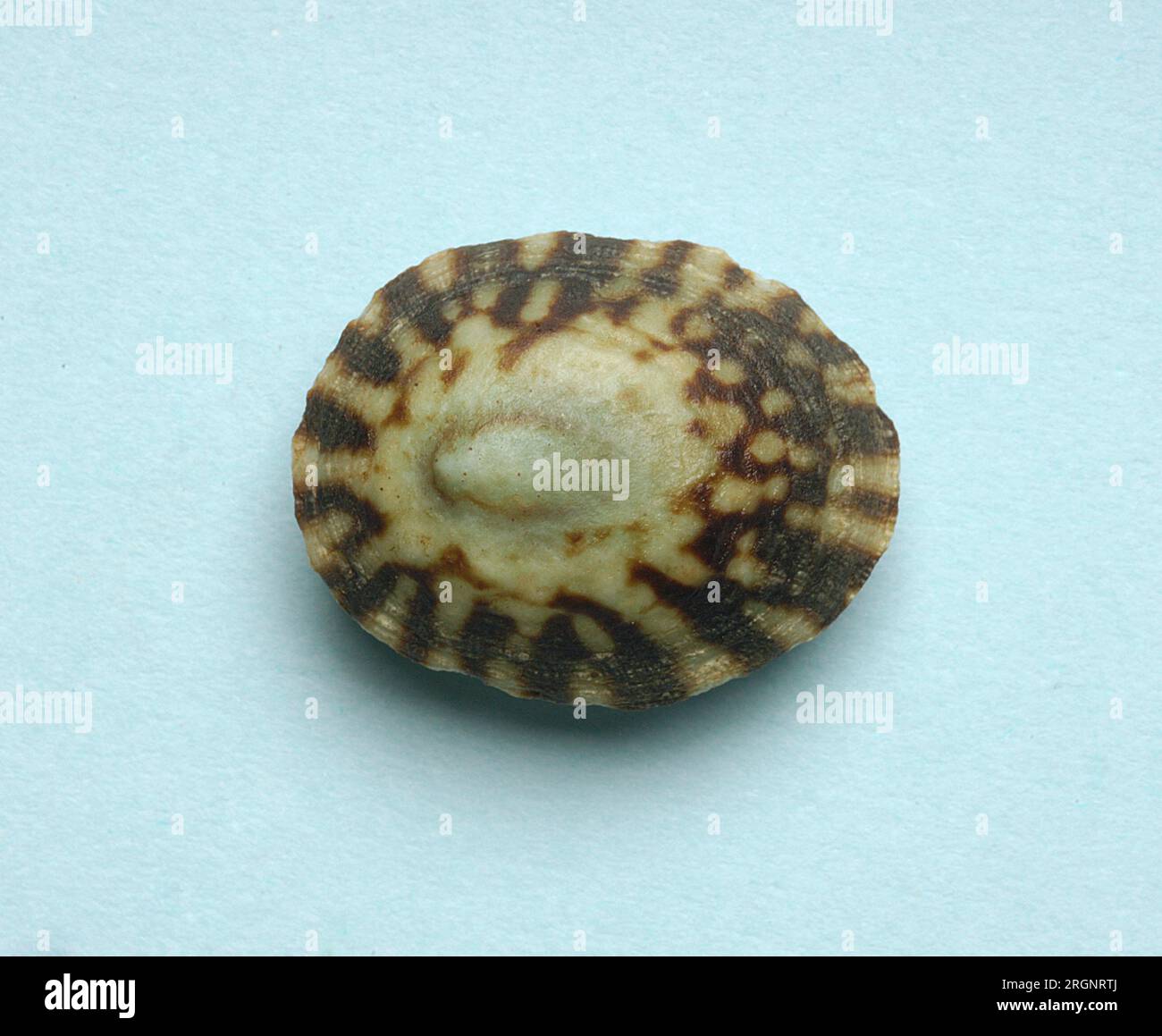 Lottia mesoleuca, Lottiidae Stock Photo - Alamy