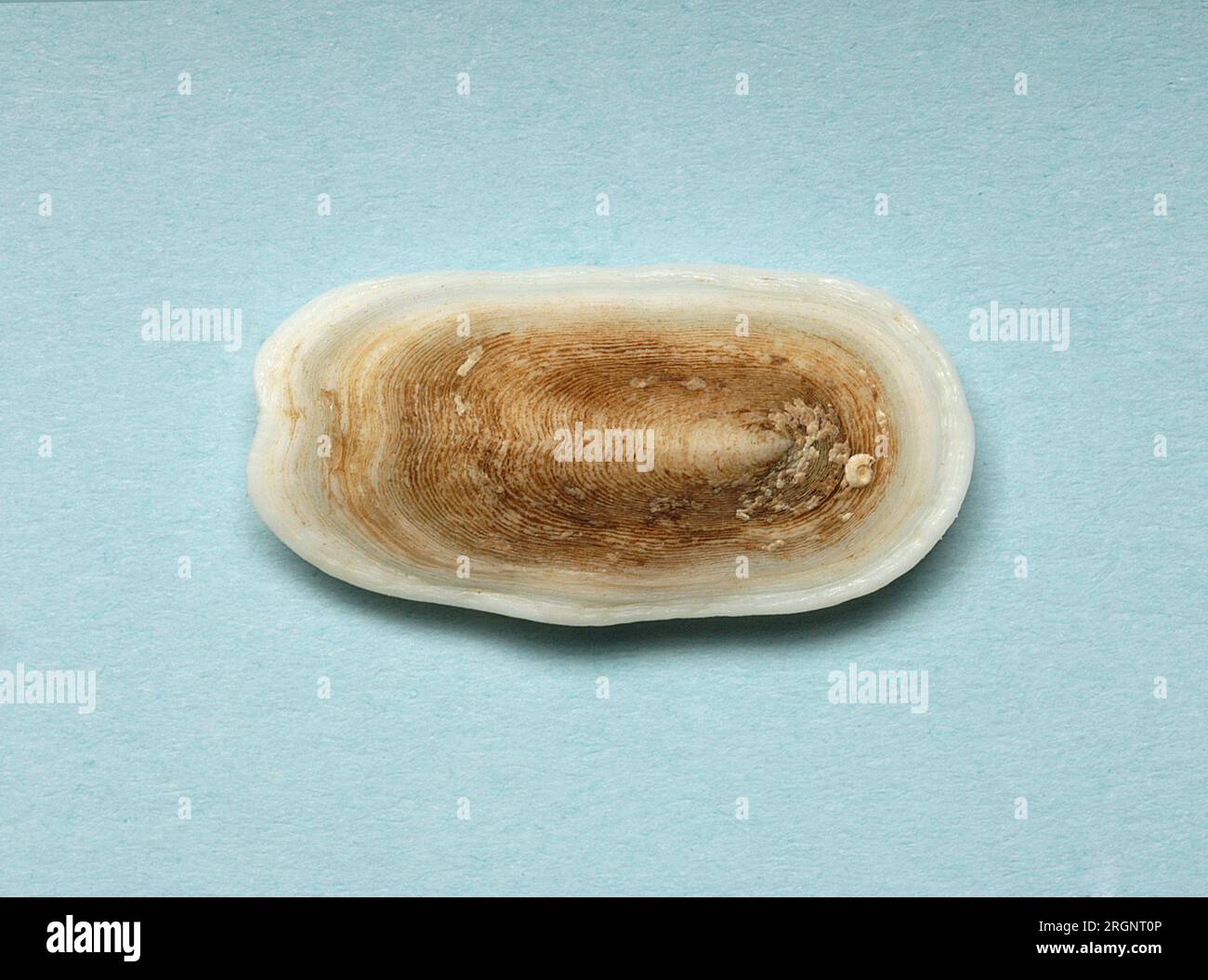 Scutus unguis, Fissurellidae Stock Photo - Alamy