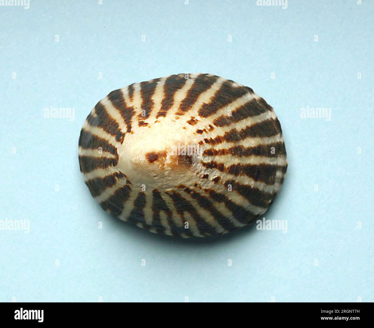 Siphonaria sirius, Siphonariidae Stock Photo - Alamy