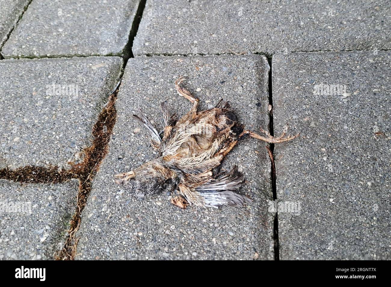 Dead body floor tile hi-res stock photography and images - Alamy