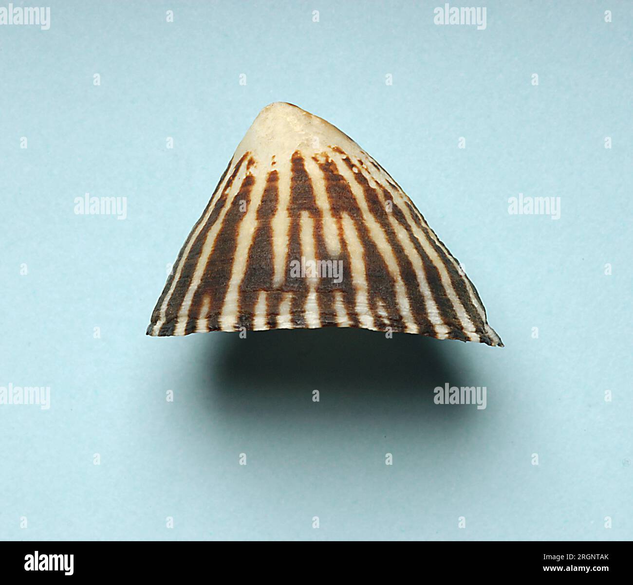 Siphonariidae hi-res stock photography and images - Alamy