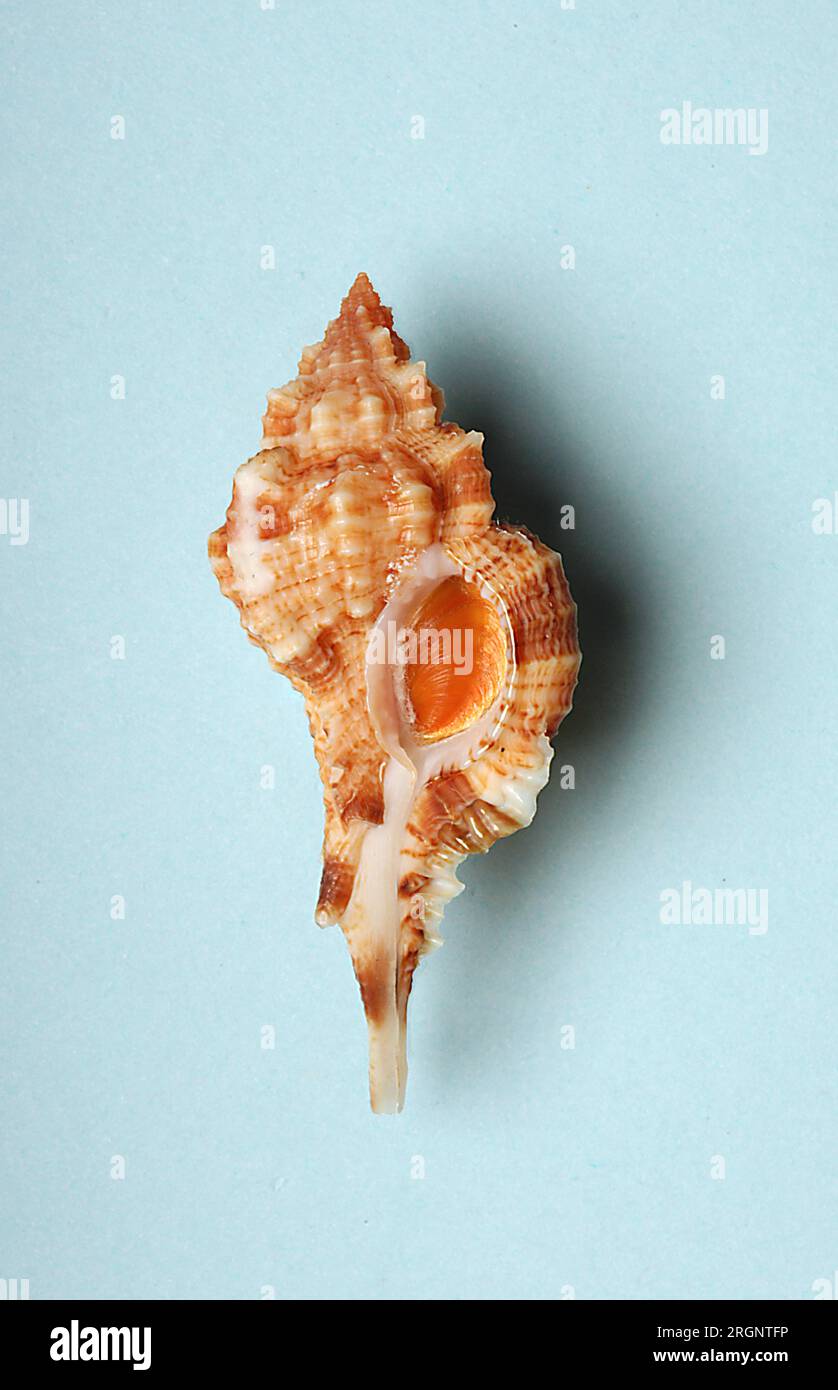 Siratus consuelae, Muricidae Stock Photo - Alamy