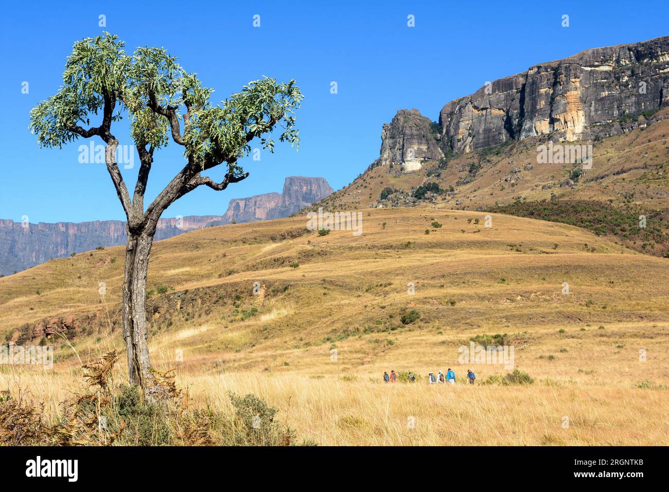 Hiking in the Amphitheatre area in the Drakensberg mountains in South ...