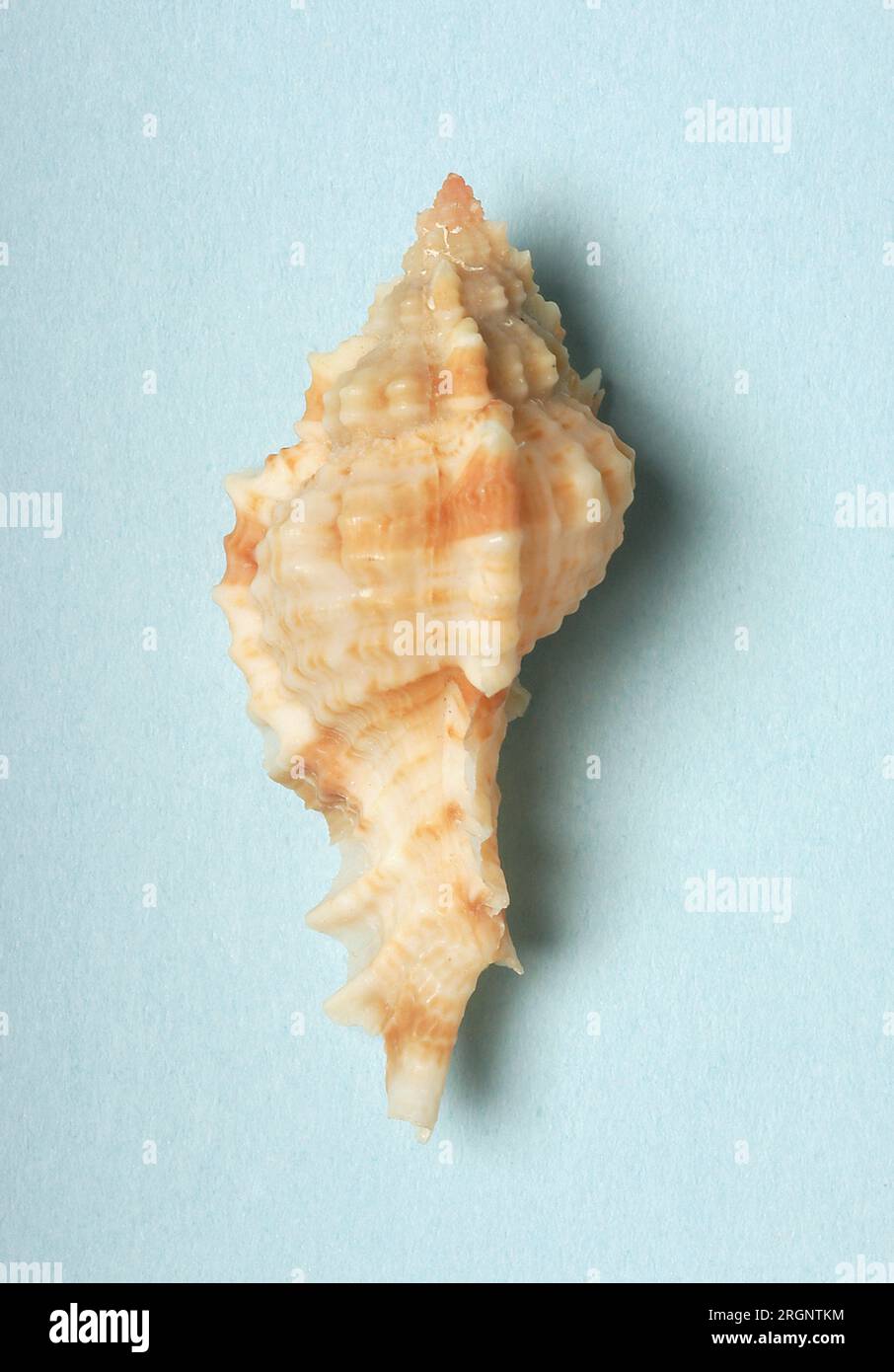 Siratus consuelae, Muricidae Stock Photo - Alamy