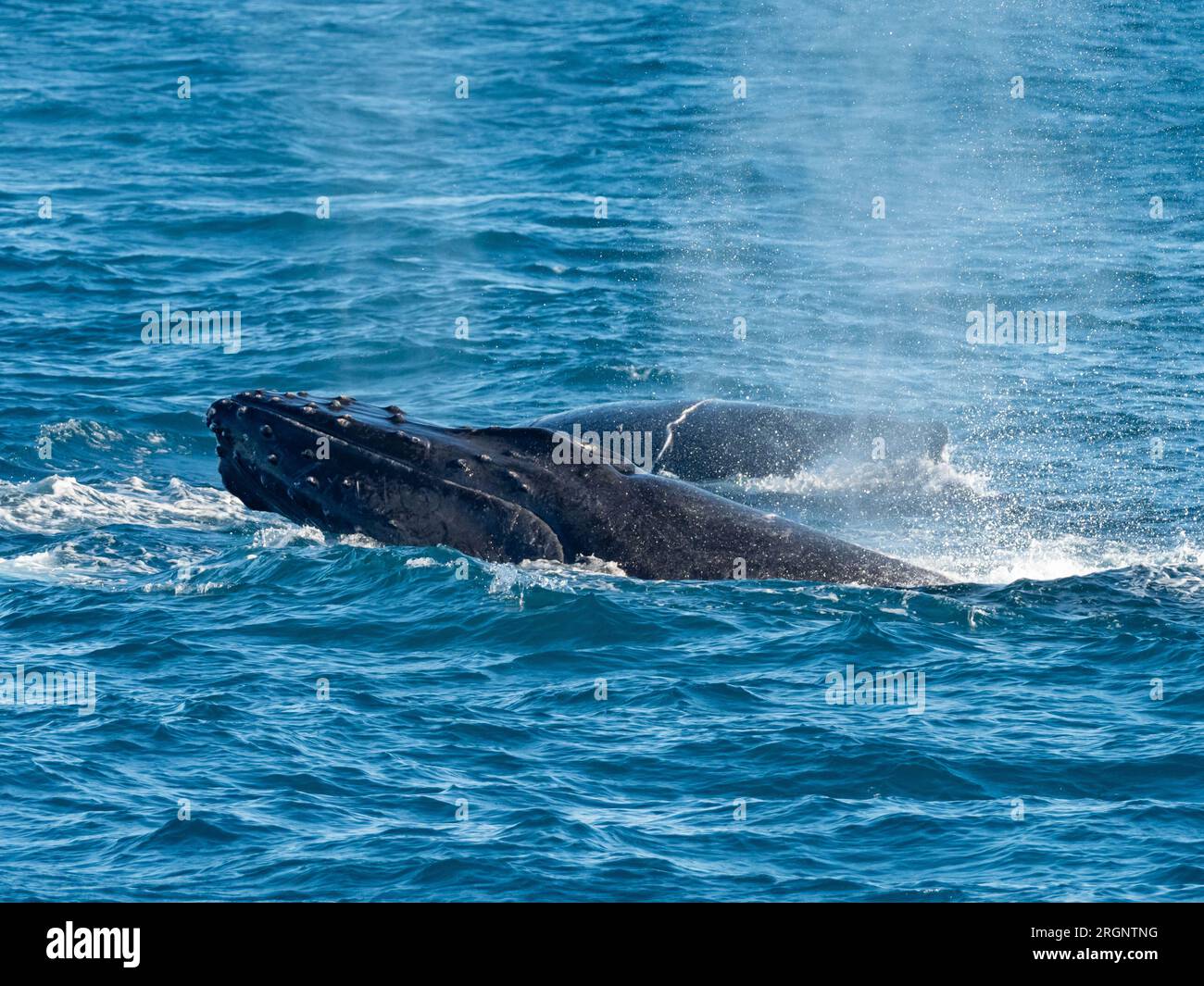 Lacepede islands australia hi-res stock photography and images - Alamy