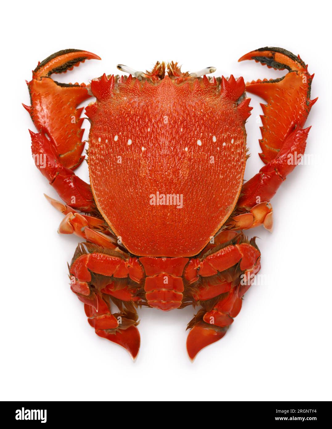 Spanner crab hi-res stock photography and images - Alamy