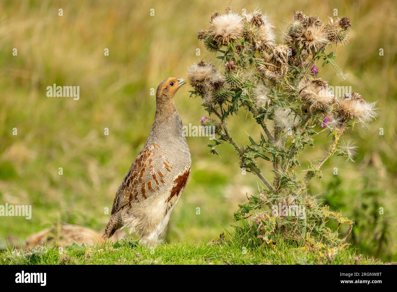 Grey partridge, also known as the English Partridge, reaching up to ...